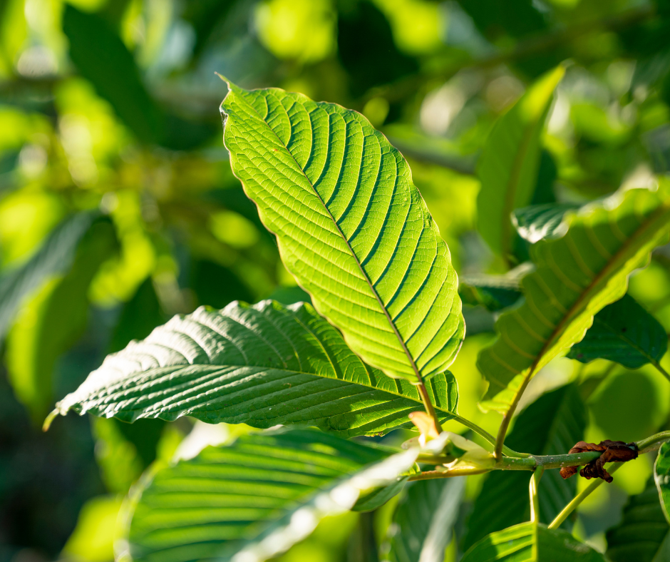 Kratom and Chocolate: A Match Made in Heaven – Nano K